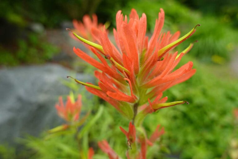 How to Plant and Grow Indian Paintbrush Flowers (Castilleja)