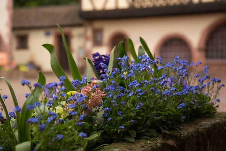 How to Grow and Care for Forget-Me-Not Flowers