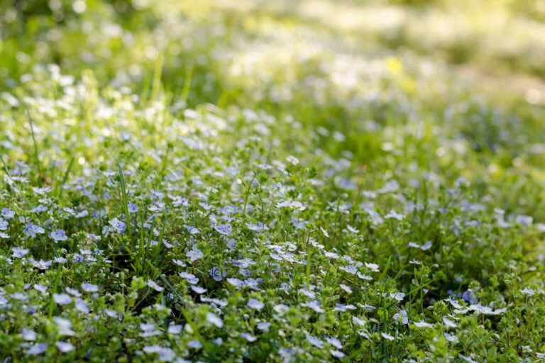 How to Grow and Care for Forget-Me-Not Flowers