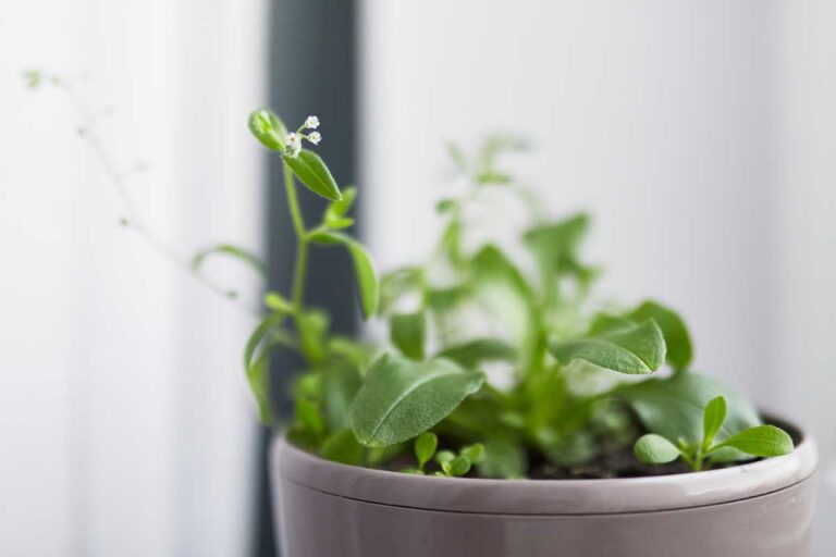 How to Grow and Care for Forget-Me-Not Flowers