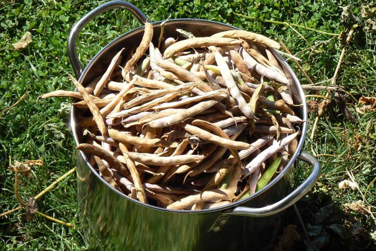 How to Plant and Grow Navy (Boston) Beans | Gardener’s Path