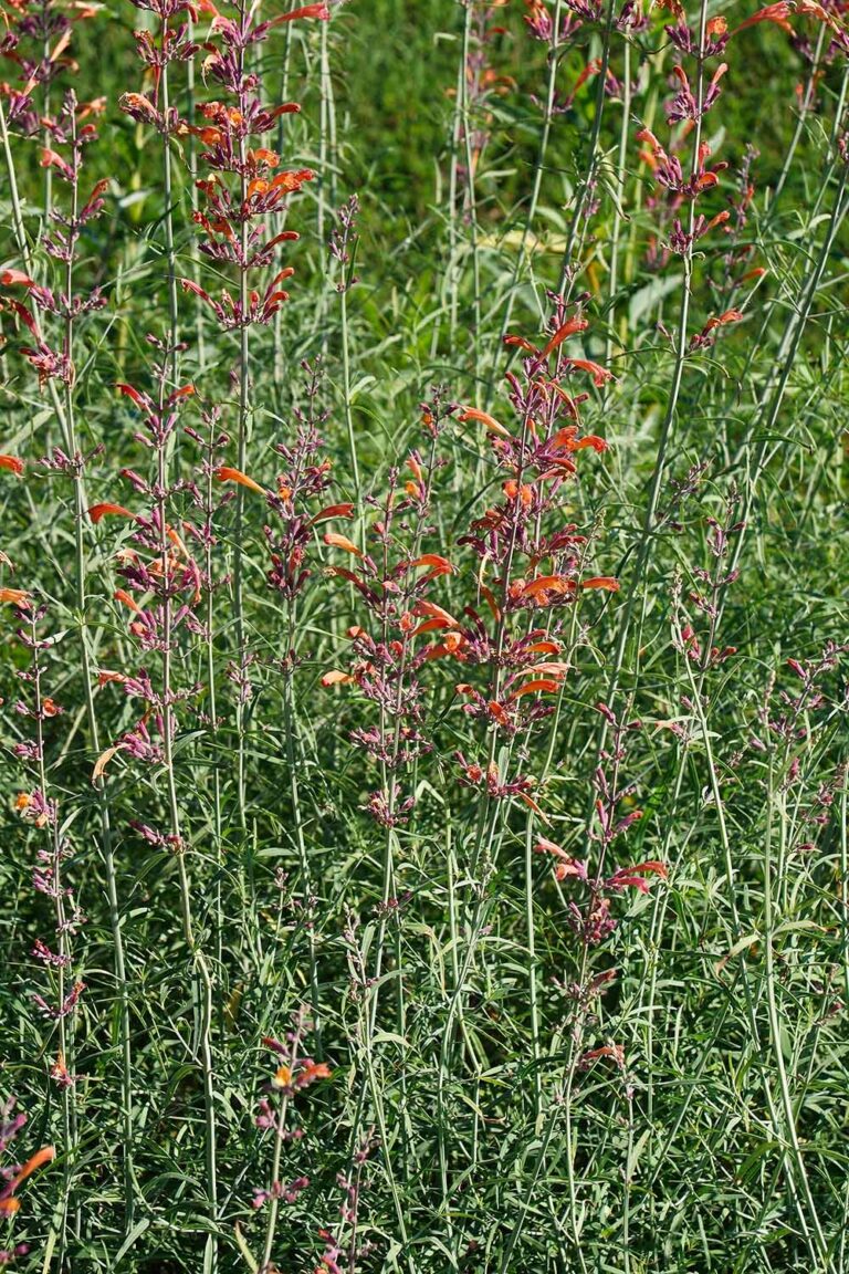 19 of the Best Agastache Varieties to Grow at Home
