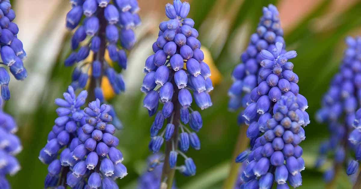 How to Care for Grape Hyacinth After Flowering | Gardener’s Path