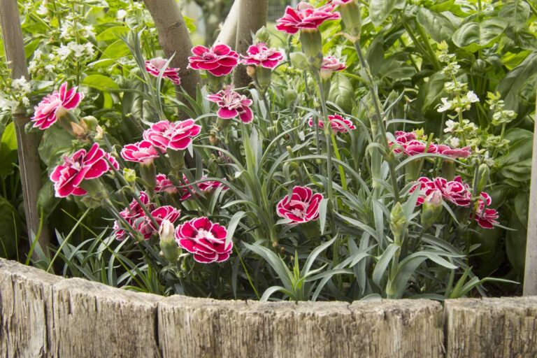How to Plant and Grow Sweet William Flowers (Dianthus barbatus)
