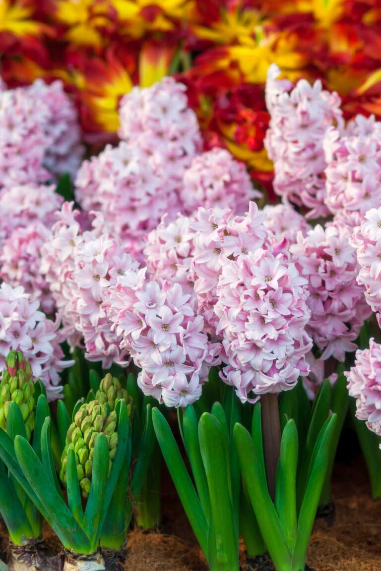How to Grow and Care for Hyacinth Flowers | Gardener's Path