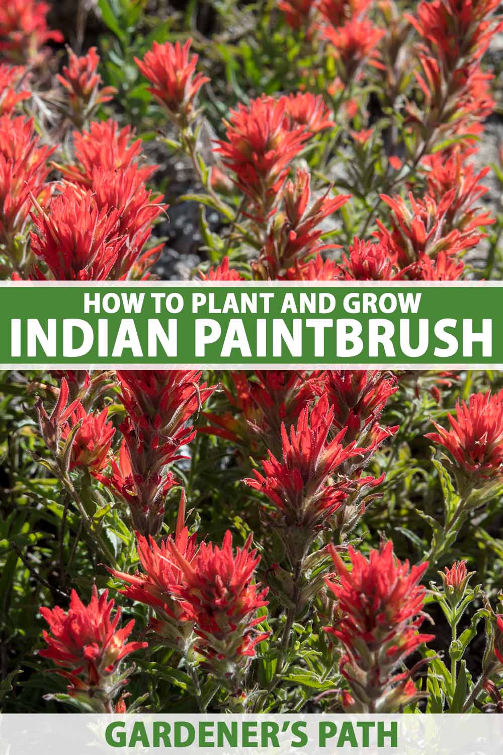 How to Plant and Grow Indian Paintbrush Flowers (Castilleja)