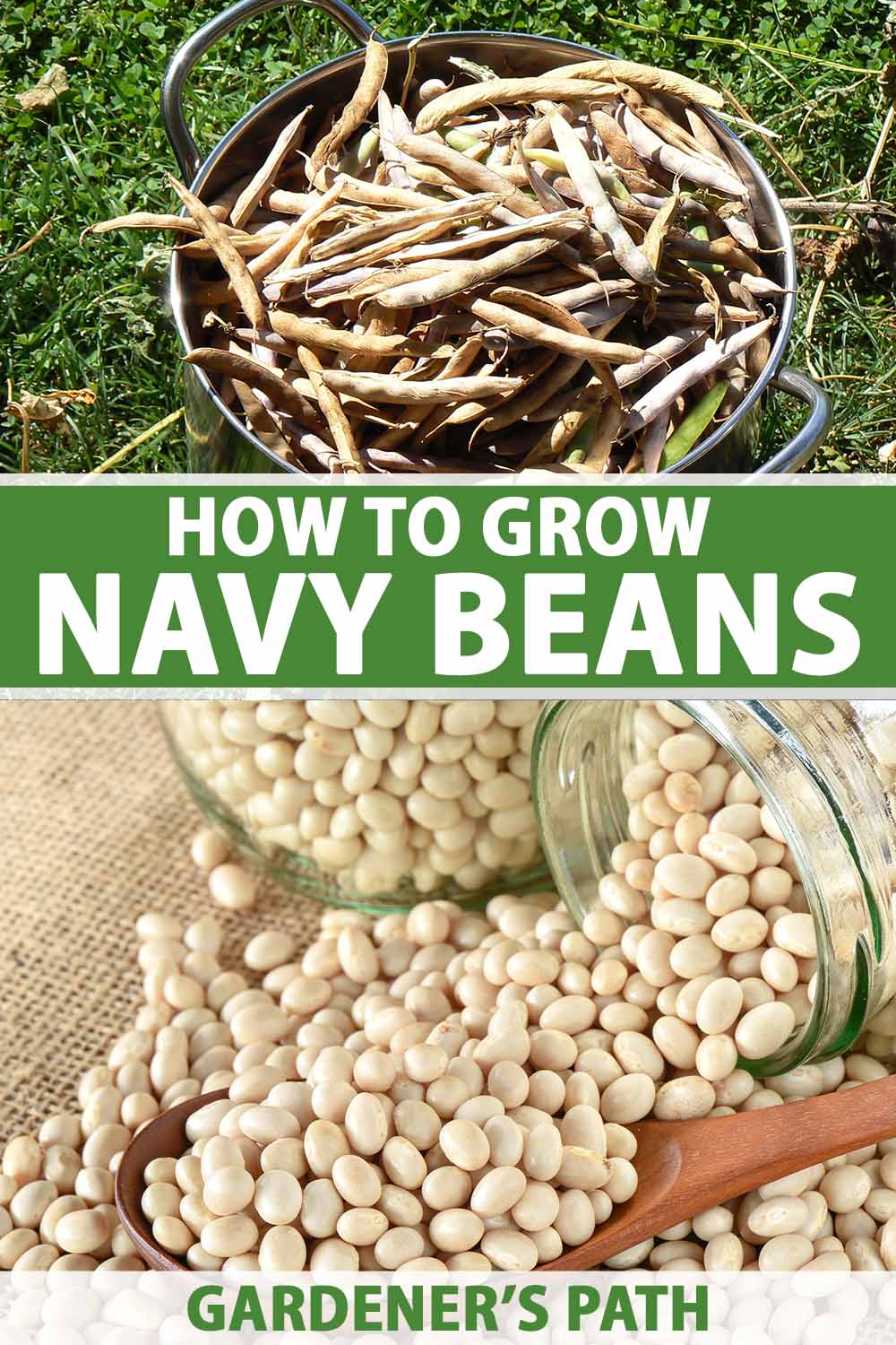 How to Plant and Grow Navy (Boston) Beans | Gardener’s Path