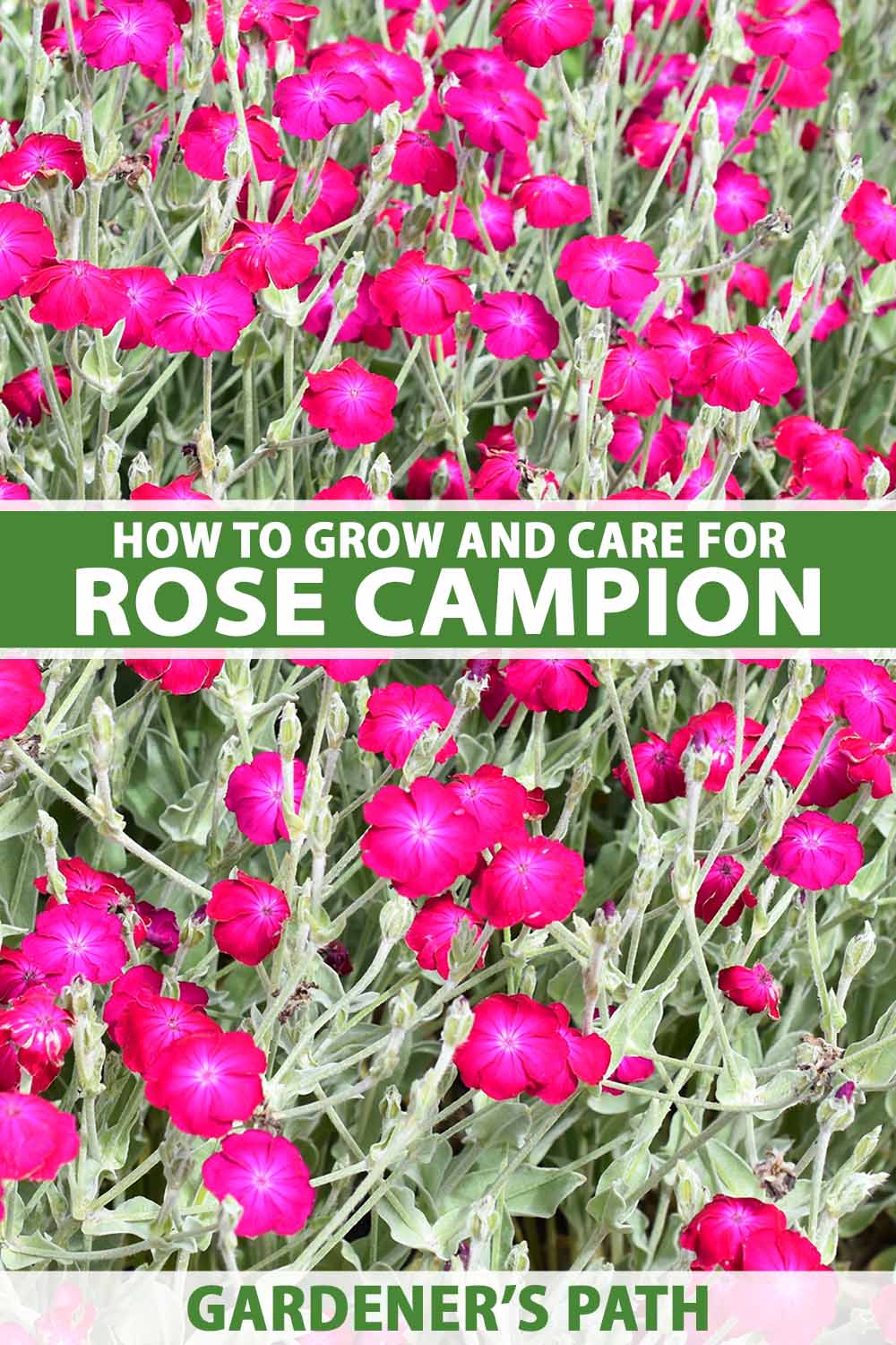 How to Grow and Care for Rose Campion | Gardener's Path