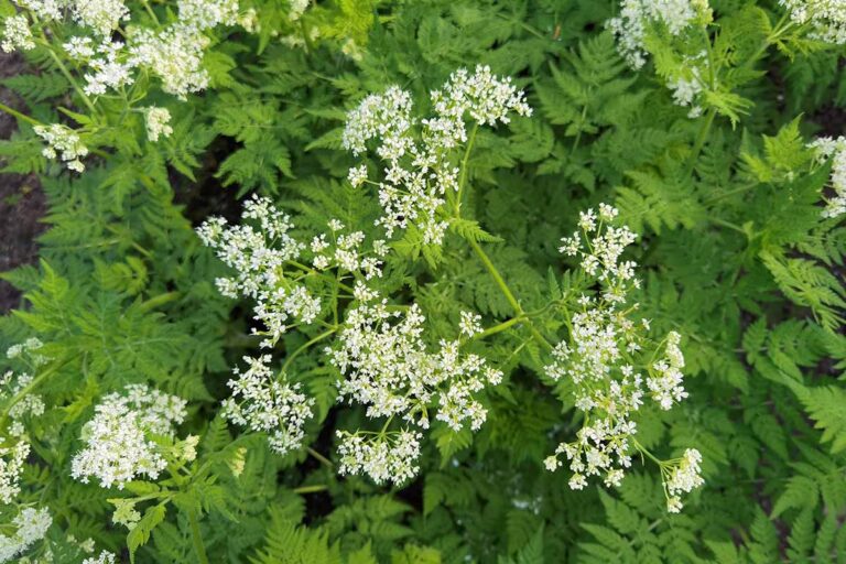 How to Plant and Grow Sweet Cicely | Gardener’s Path