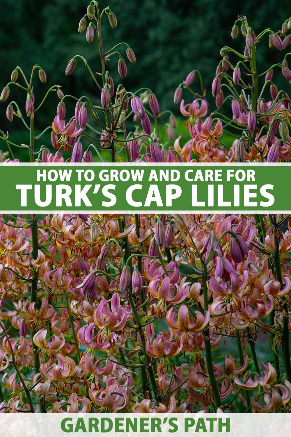 How to Grow Turk’s Cap (Martagon) Lilies | Gardener’s Path