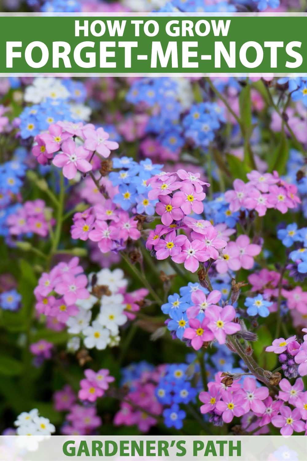 How to Grow and Care for Forget-Me-Not Flowers