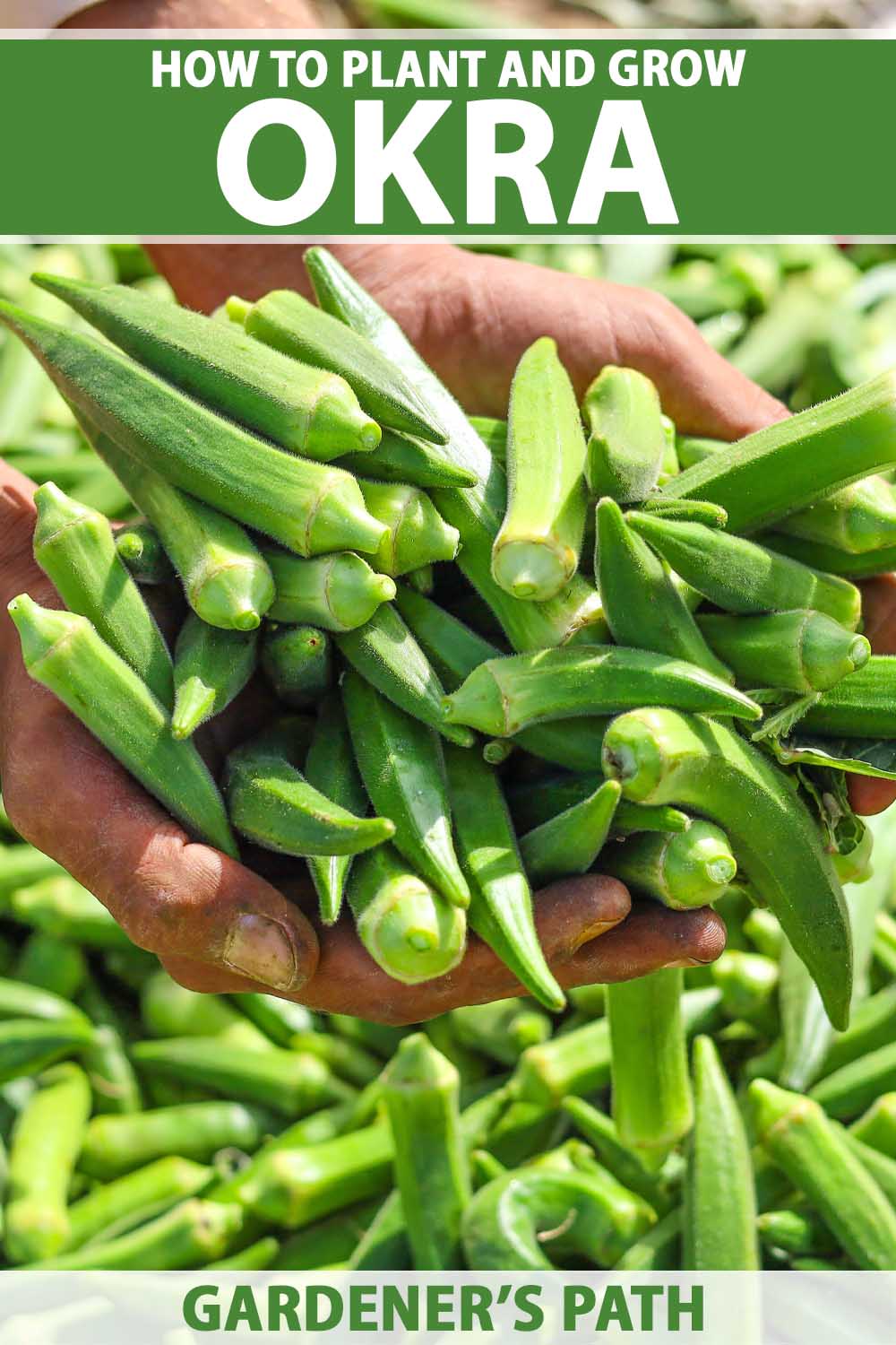 How to Plant and Grow Okra in Your Home Veggie Patch