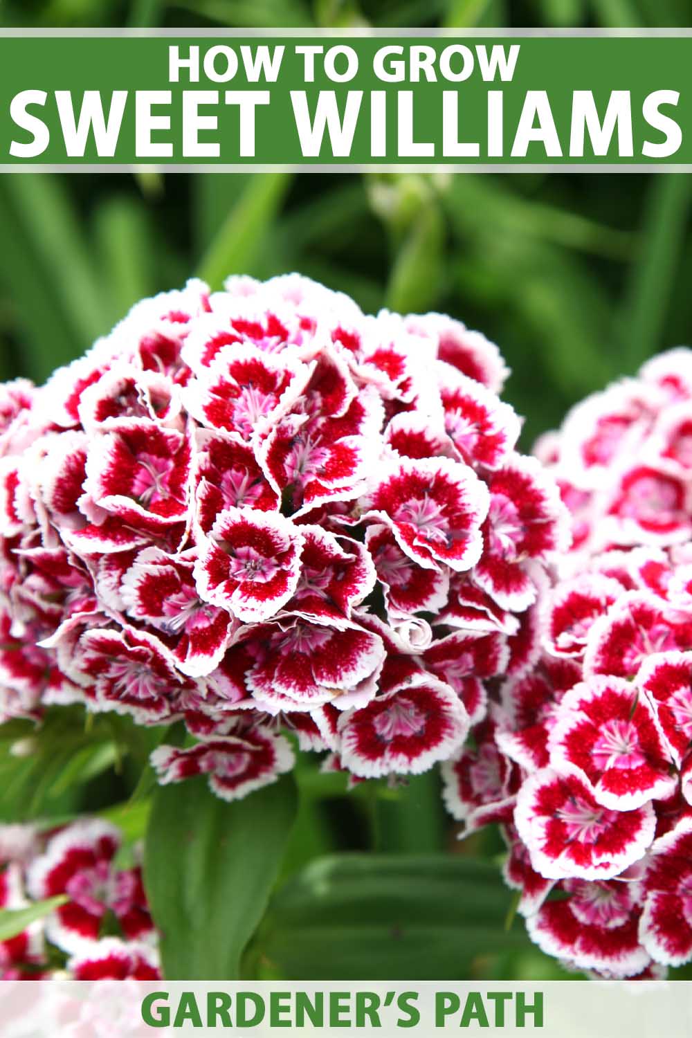 How to Plant and Grow Sweet William Flowers (Dianthus barbatus)
