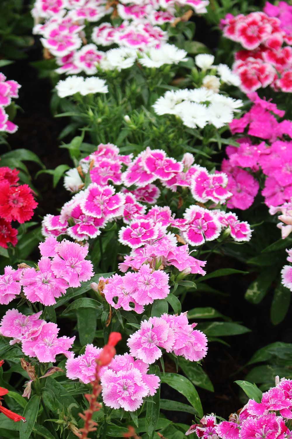 How to Plant and Grow Sweet William Flowers (Dianthus barbatus)