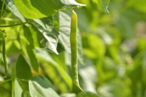 How to Plant and Grow Navy (Boston) Beans | Gardener’s Path