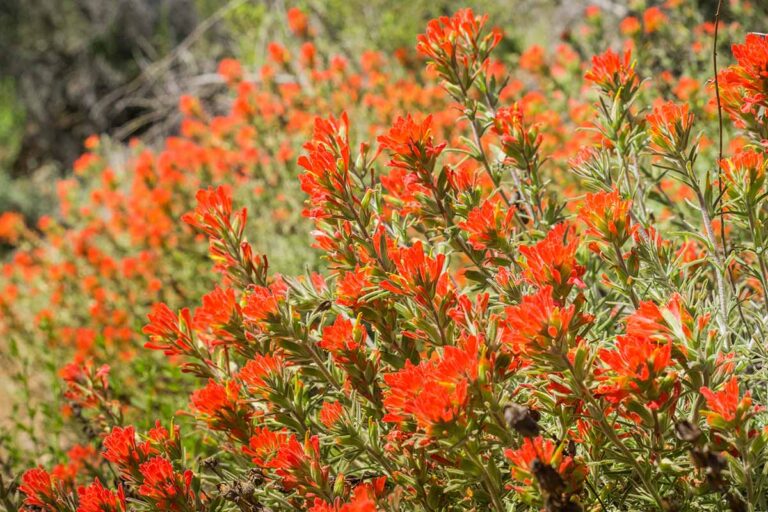 How to Plant and Grow Indian Paintbrush Flowers (Castilleja)