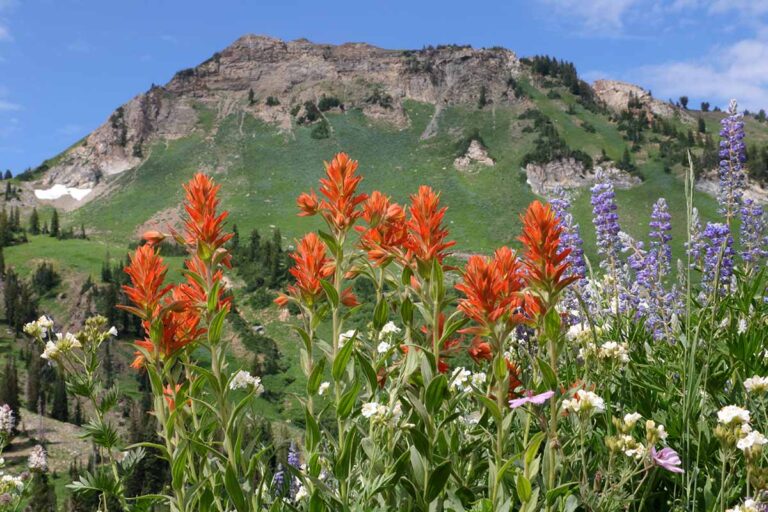 How to Plant and Grow Indian Paintbrush Flowers (Castilleja)