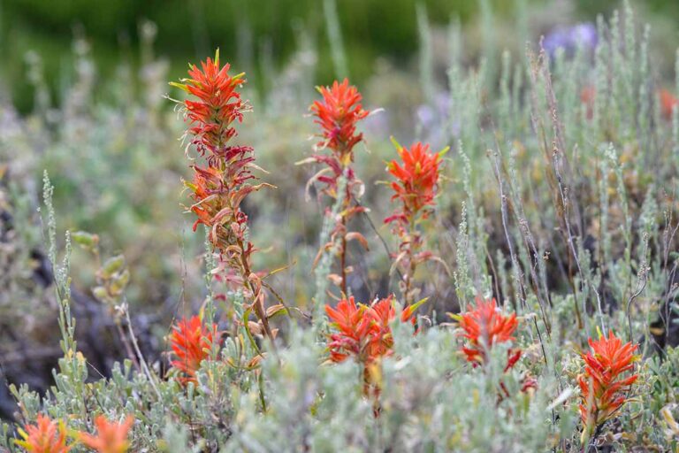 How to Plant and Grow Indian Paintbrush Flowers (Castilleja)