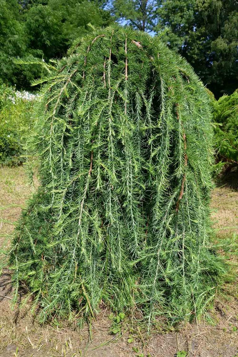 9 of the Best Larch Varieties for Your Landscape | Gardener’s Path