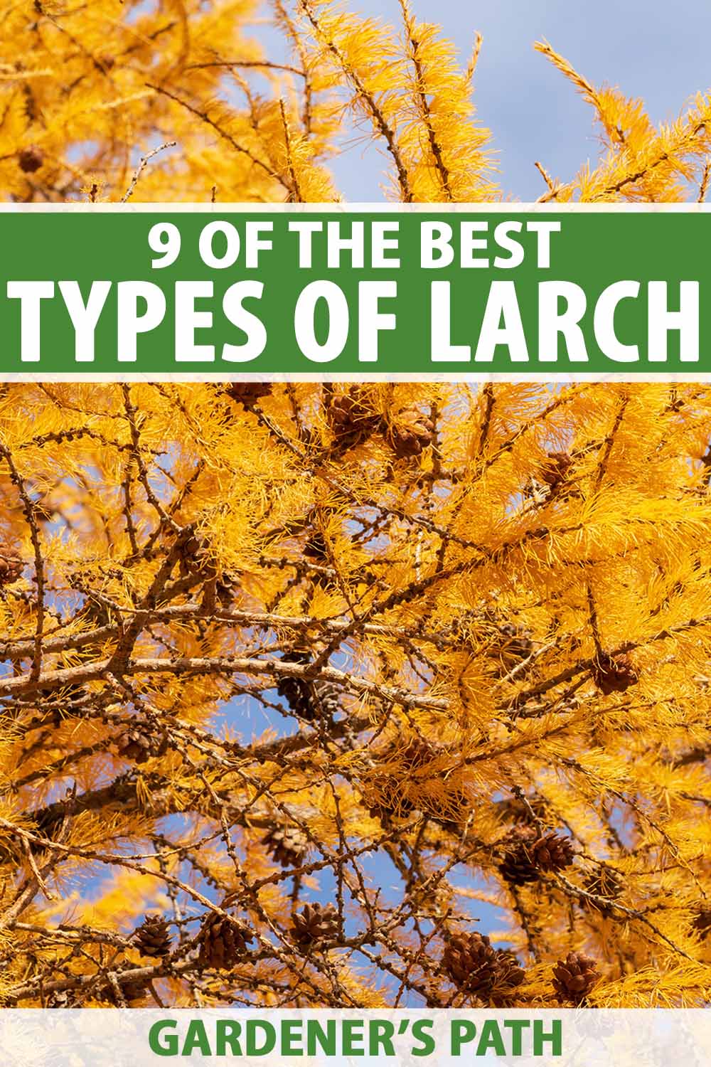 9 of the Best Larch Varieties for Your Landscape | Gardener’s Path