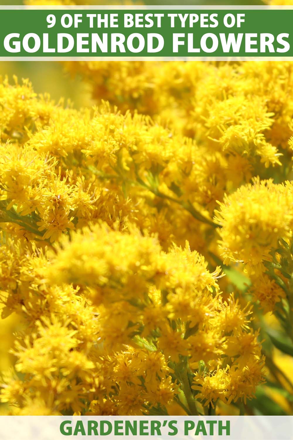 9 Different Types of Goldenrods to Grow in the Landscape