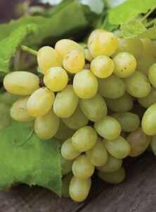 19 of the Best Grapevine Varieties to Grow at Home