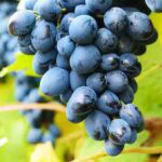19 of the Best Grapevine Varieties to Grow at Home