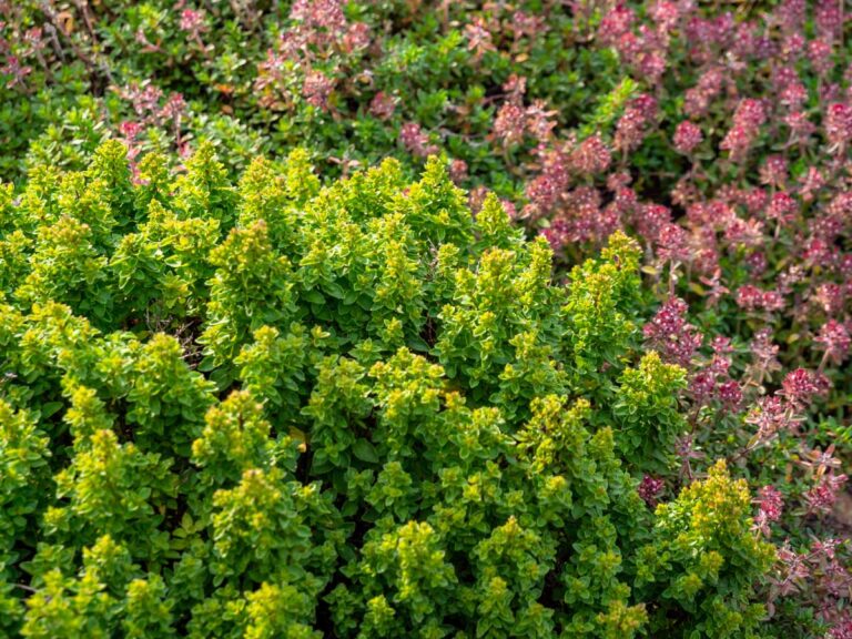 How to Grow and Care for Common Thyme | Gardener’s Path