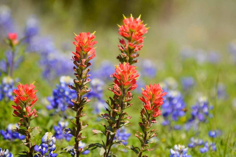 How to Plant and Grow Indian Paintbrush Flowers (Castilleja)