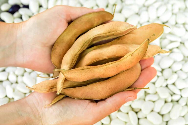 How to Plant and Grow Navy (Boston) Beans | Gardener’s Path