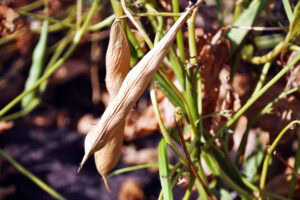 How to Plant and Grow Navy (Boston) Beans | Gardener’s Path