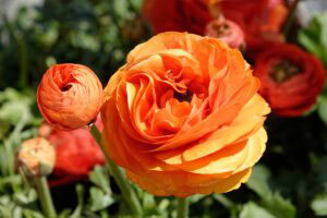 How to Grow and Care for Ranunculus Flowers | Gardener’s Path