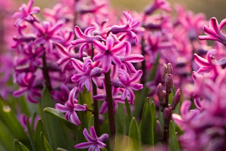 How to Grow and Care for Hyacinth Flowers | Gardener's Path