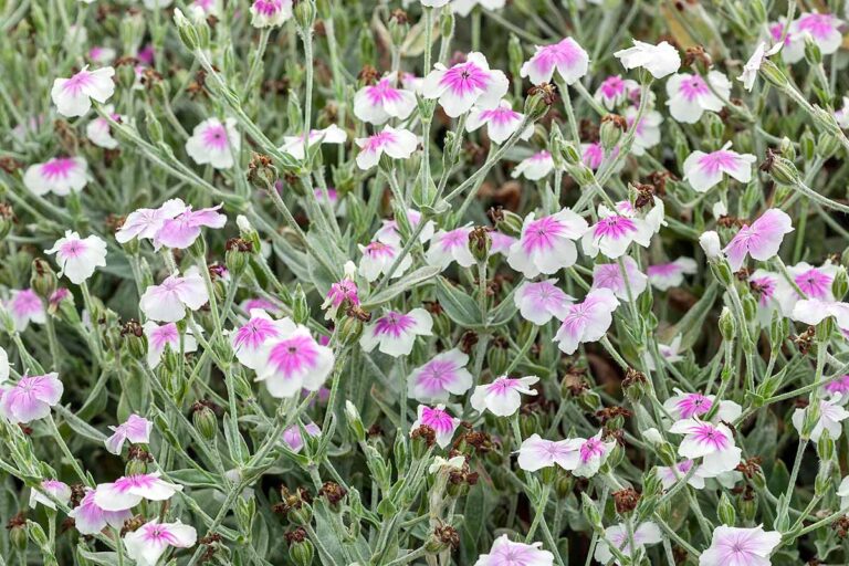 How to Grow and Care for Rose Campion | Gardener's Path