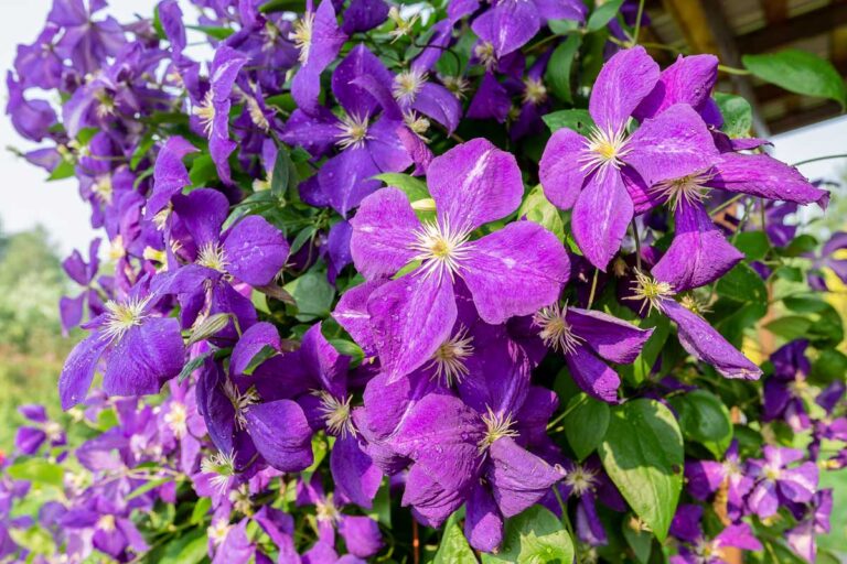 Clematis Types and How to Identify Your Vines | Gardener’s Path