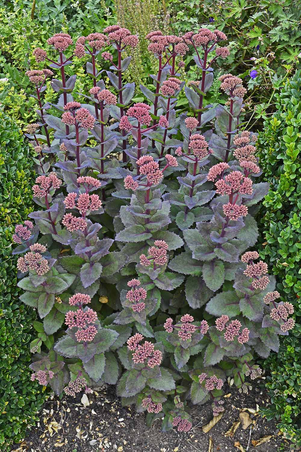 How to Grow and Care for ‘Purple Emperor’ Sedum (Stonecrop)