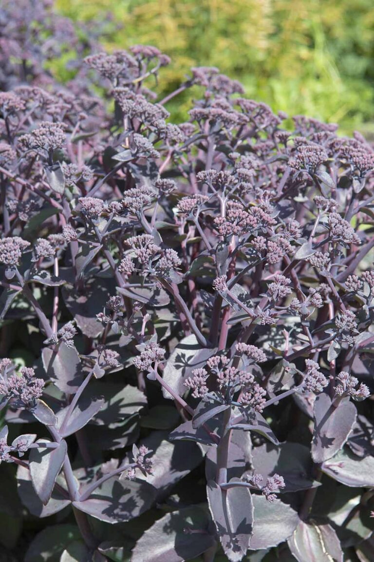 How to Grow and Care for ‘Purple Emperor’ Sedum (Stonecrop)