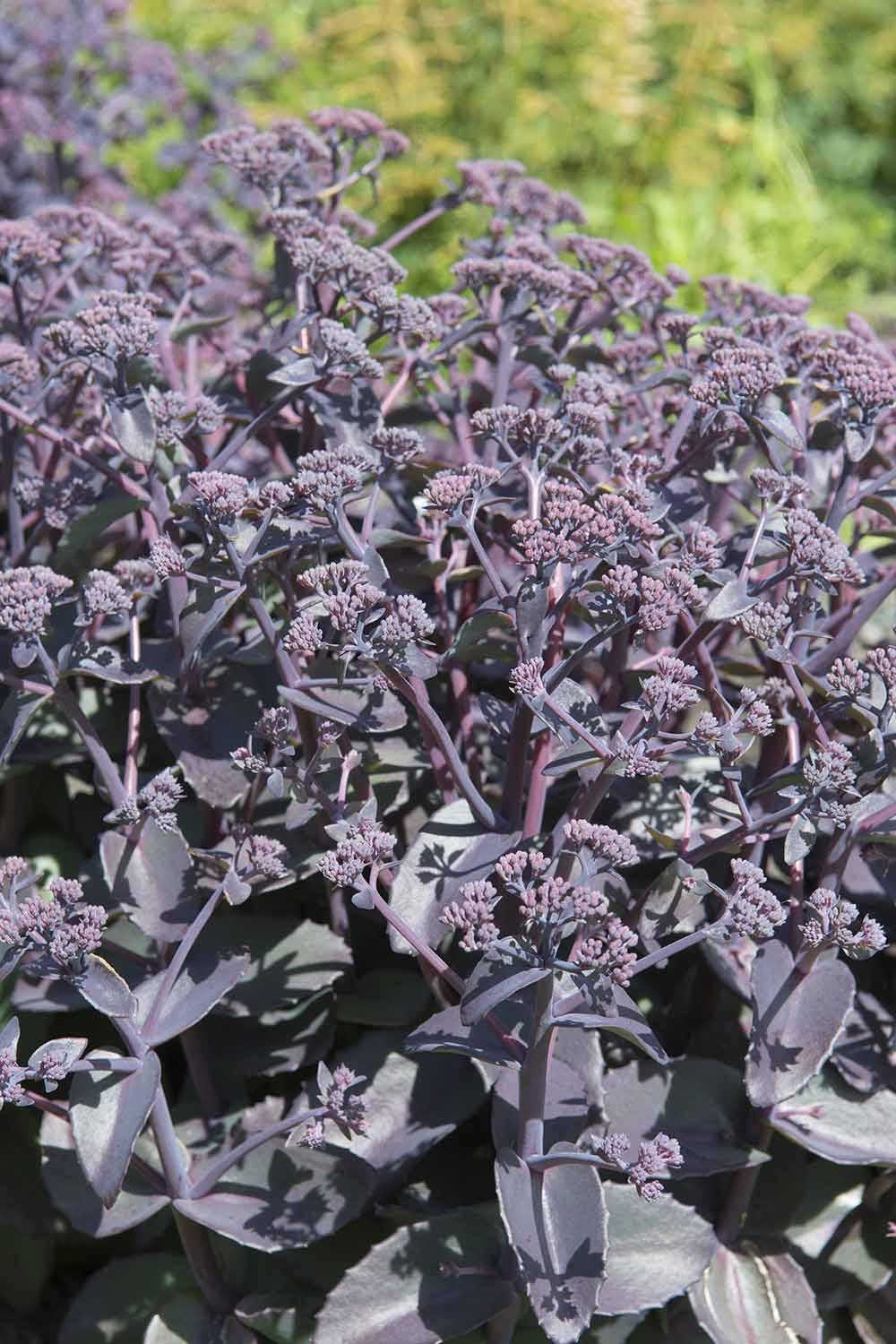 How to Grow and Care for ‘Purple Emperor’ Sedum (Stonecrop)