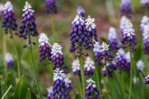 How to Care for Grape Hyacinth After Flowering | Gardener’s Path