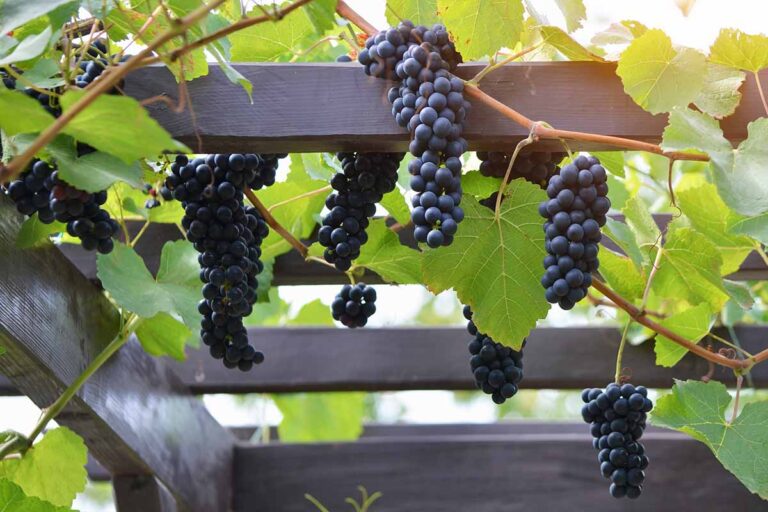 19 of the Best Grapevine Varieties to Grow at Home