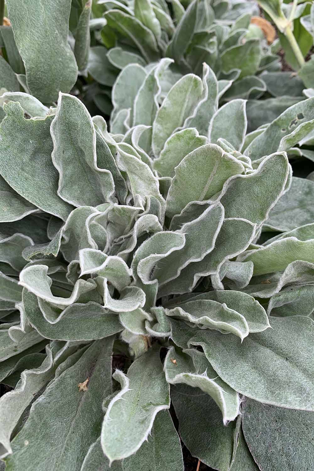 How to Grow and Care for Rose Campion | Gardener's Path