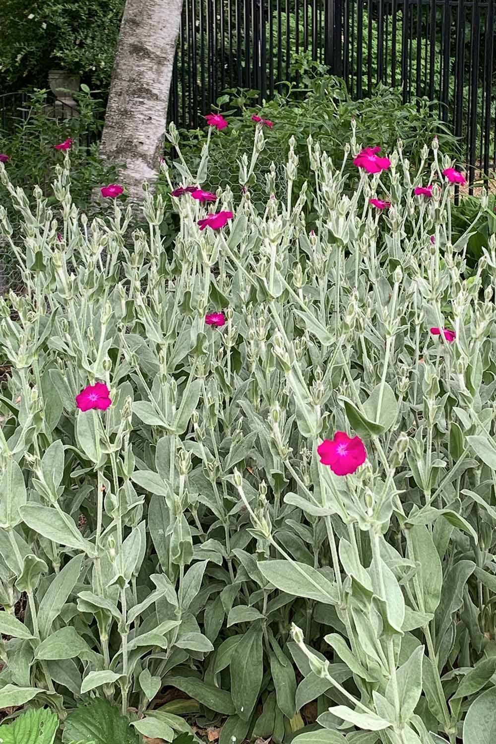 How to Grow and Care for Rose Campion | Gardener's Path
