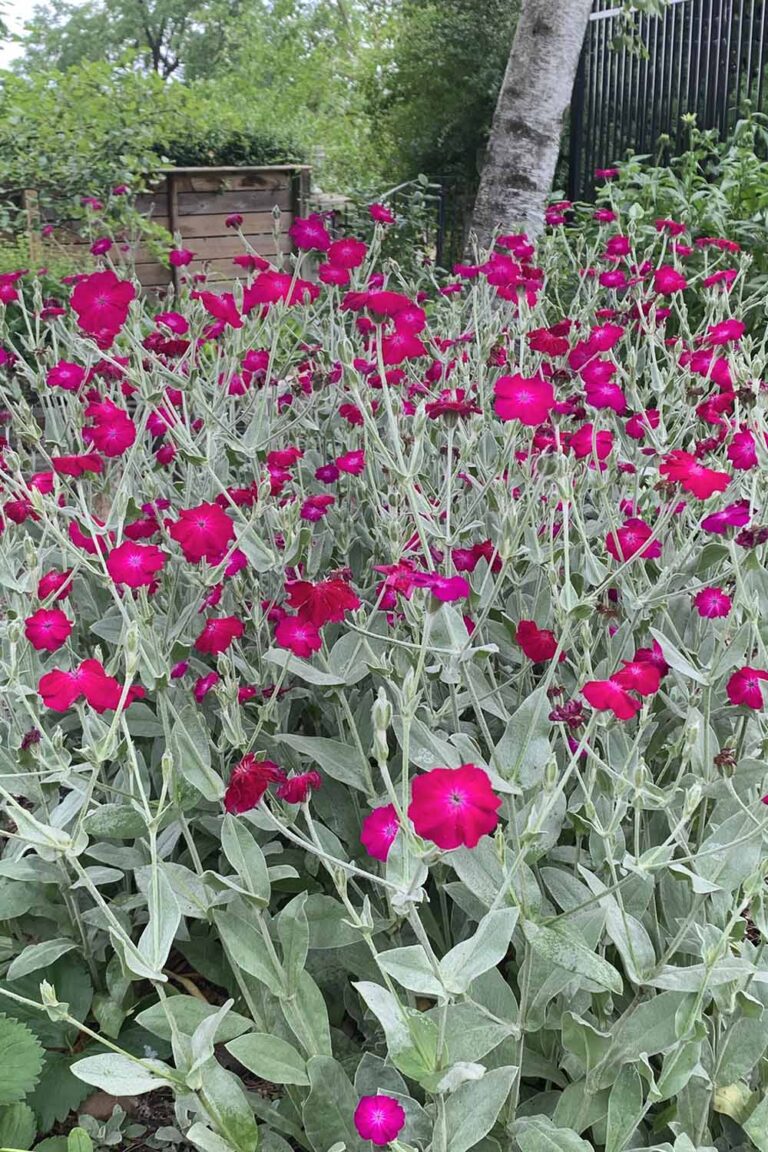 How to Grow and Care for Rose Campion | Gardener's Path