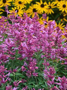 19 of the Best Agastache Varieties to Grow at Home