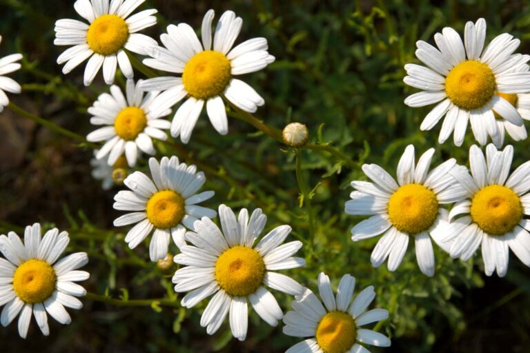 Shasta Daisies: Planting, Growing and Care Guide