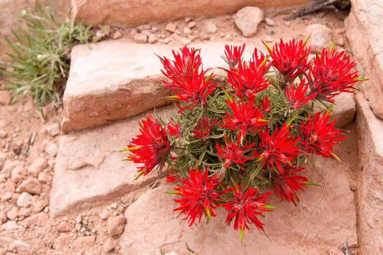How to Plant and Grow Indian Paintbrush Flowers (Castilleja)