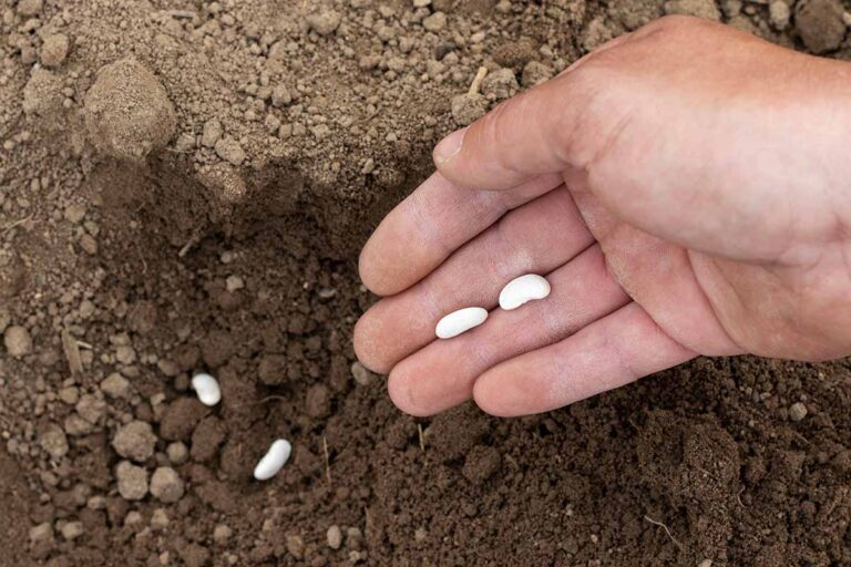How to Plant and Grow Navy (Boston) Beans | Gardener’s Path