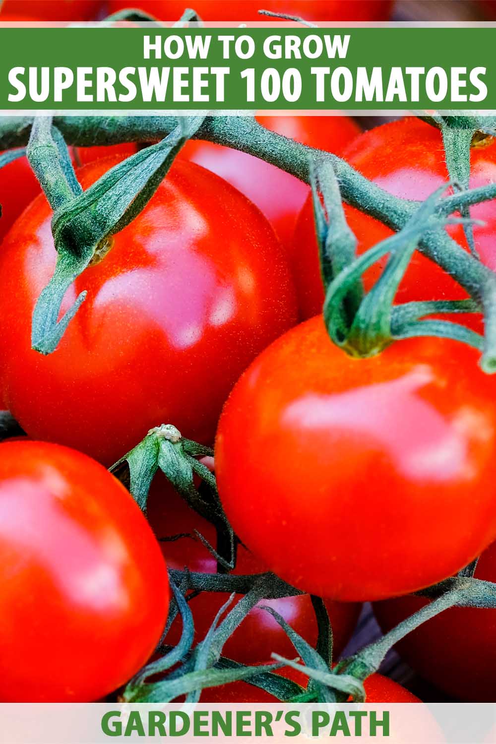Tips for Growing Super Sweet 100 Tomatoes | Gardener’s Path