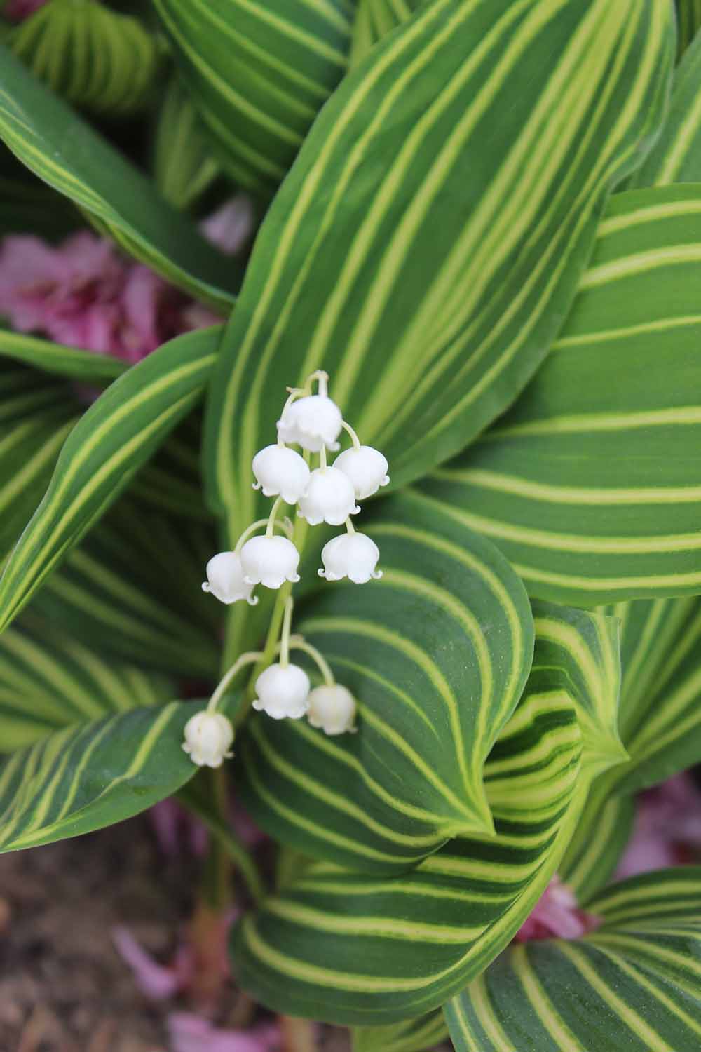 19 of the Best Lily of the Valley Varieties | Gardener’s Path