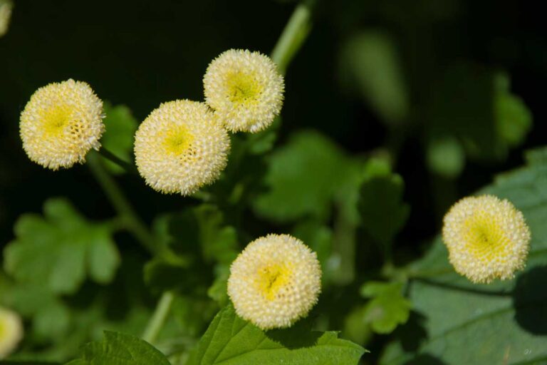 How to Plant and Grow Feverfew: A Medicinal and Visual Delight